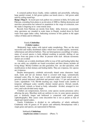 Snakes of pakistan chimera 2000 | PDF