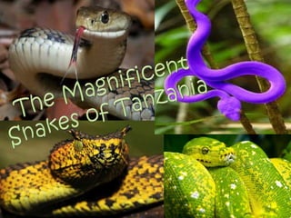 Tanzania Snakes