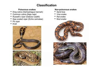 snake and toxicology first thing ee.pptx