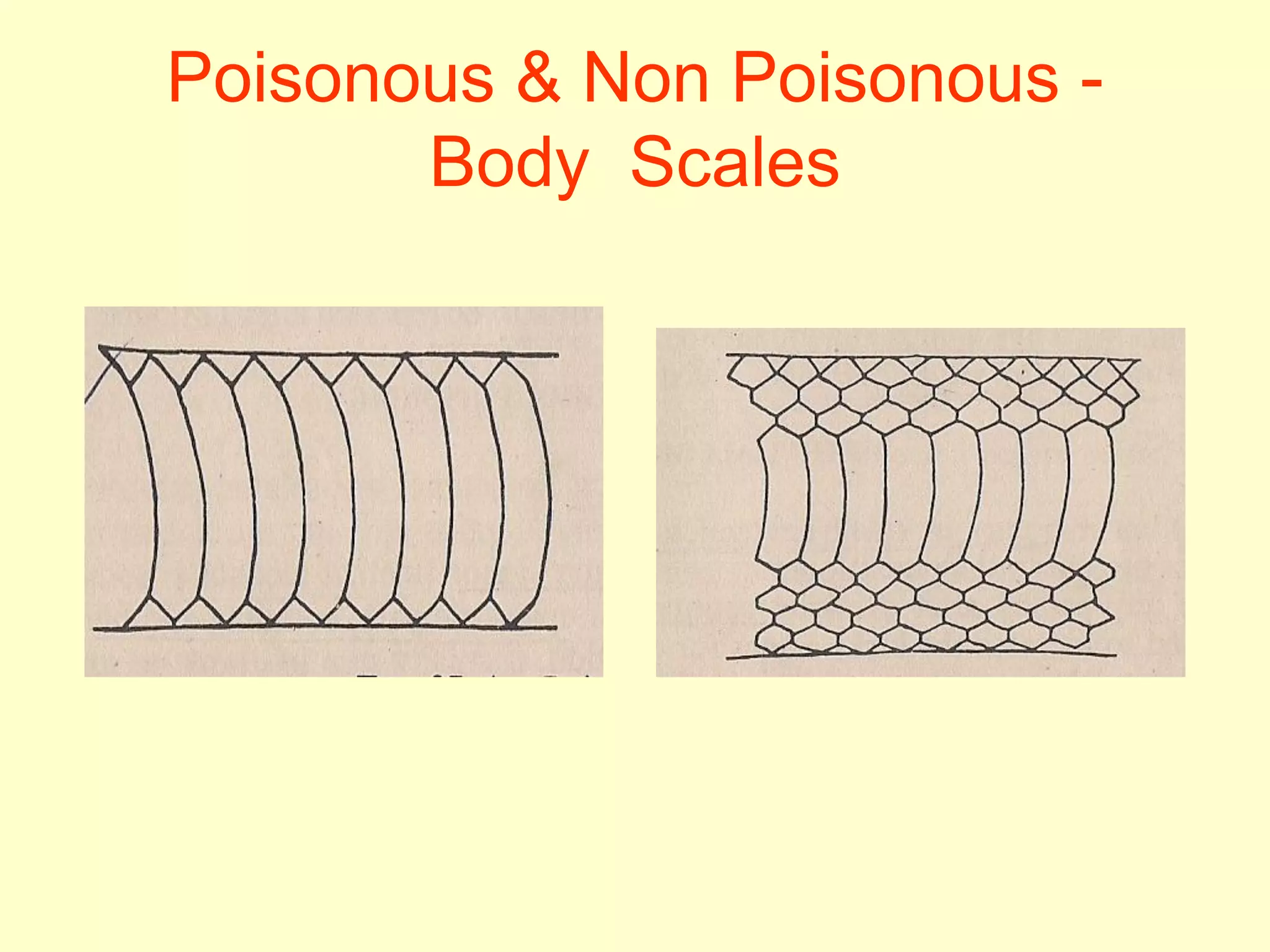 Snake Bite,Rabies,Scorpion Bite PPT – Presented By Prof.Dr.R.R ...