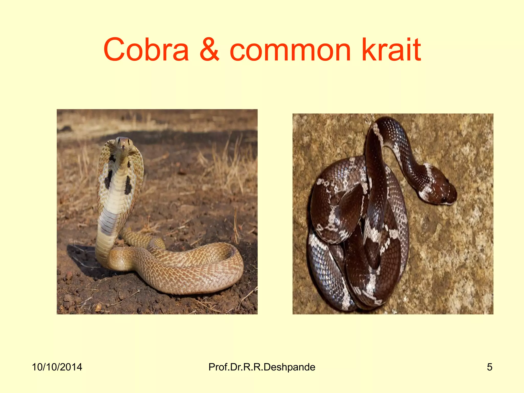 Snake Bite,Rabies,Scorpion Bite PPT – Presented By Prof.Dr.R.R ...