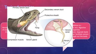 Snake venom (pharmacology) | PPTX