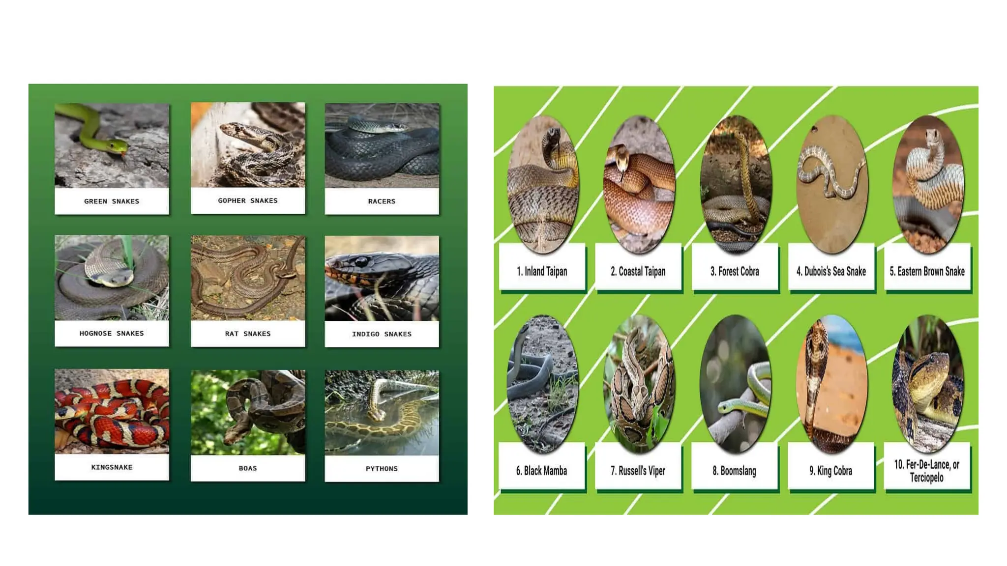 Venomous & Non venomous snake Envenomenation | PPTX