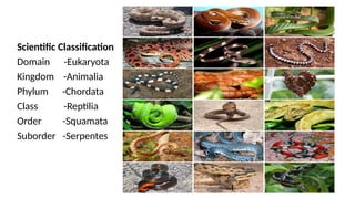 Venomous & Non venomous snake Envenomenation | PPTX