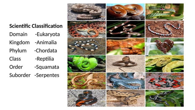 Venomous & Non venomous snake Envenomenation | PPTX