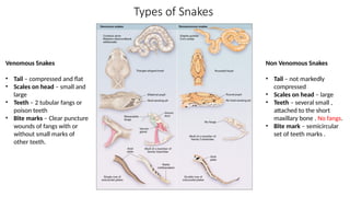 Venomous & Non venomous snake Envenomenation | PPTX