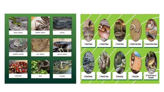 Venomous & Non venomous snake Envenomenation | PPTX