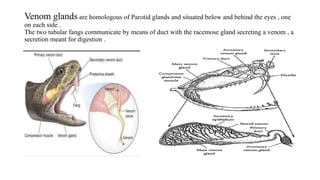 Venomous & Non venomous snake Envenomenation | PPTX