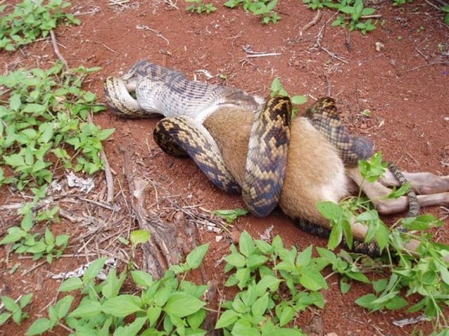 Snake Vs Kangaroo | PPS | Reptiles | Pets