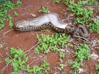 Snake Vs Kangaroo | PPS