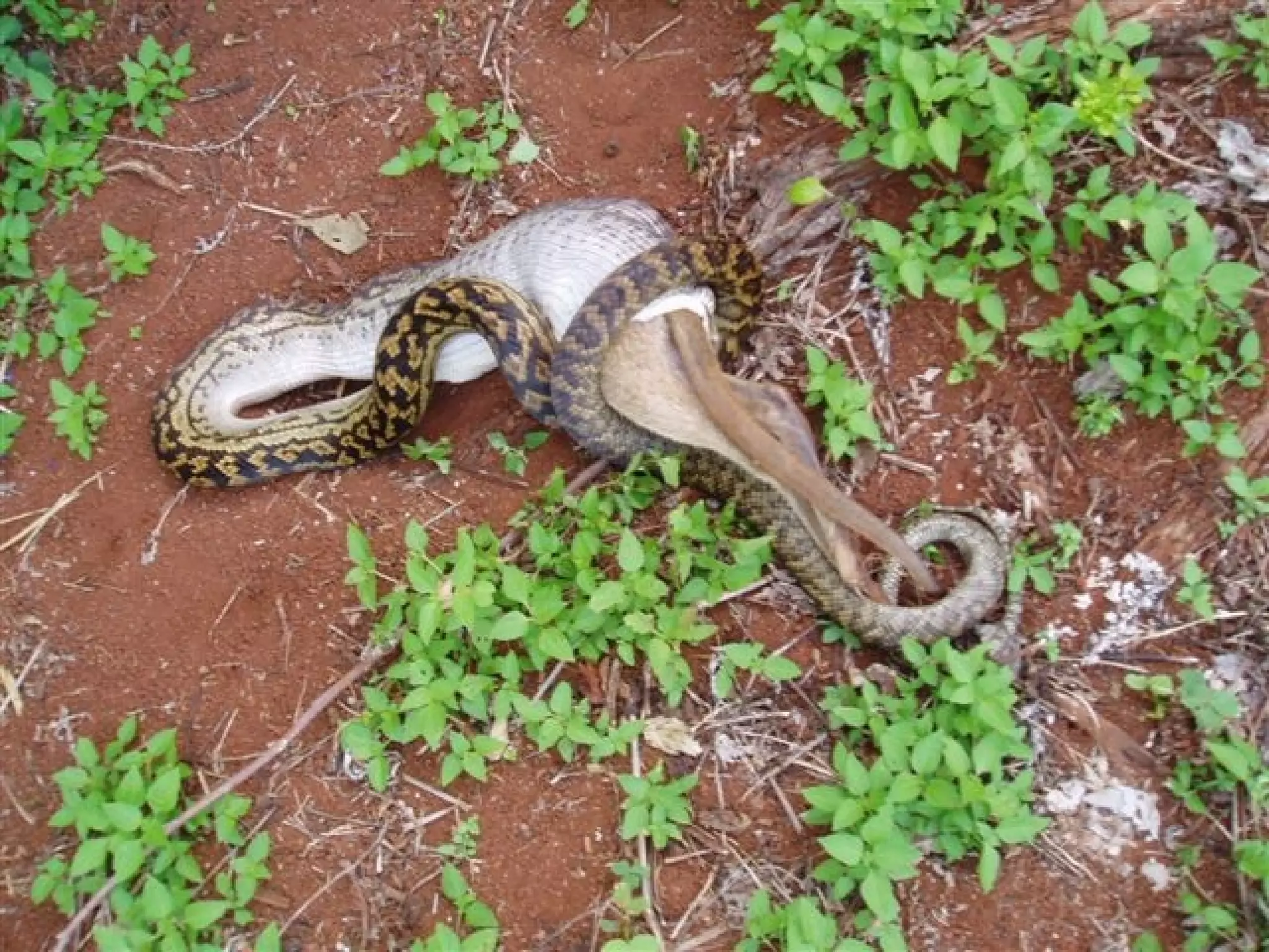 Snake-vs-Kangaroo.pps