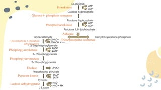 Carbohydrate metabolism in exercise- Glycolysis.pptx