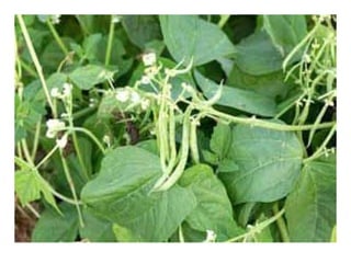 Snap bean breeding in eastern africa ppt. presented by Oduor Kenneth ...