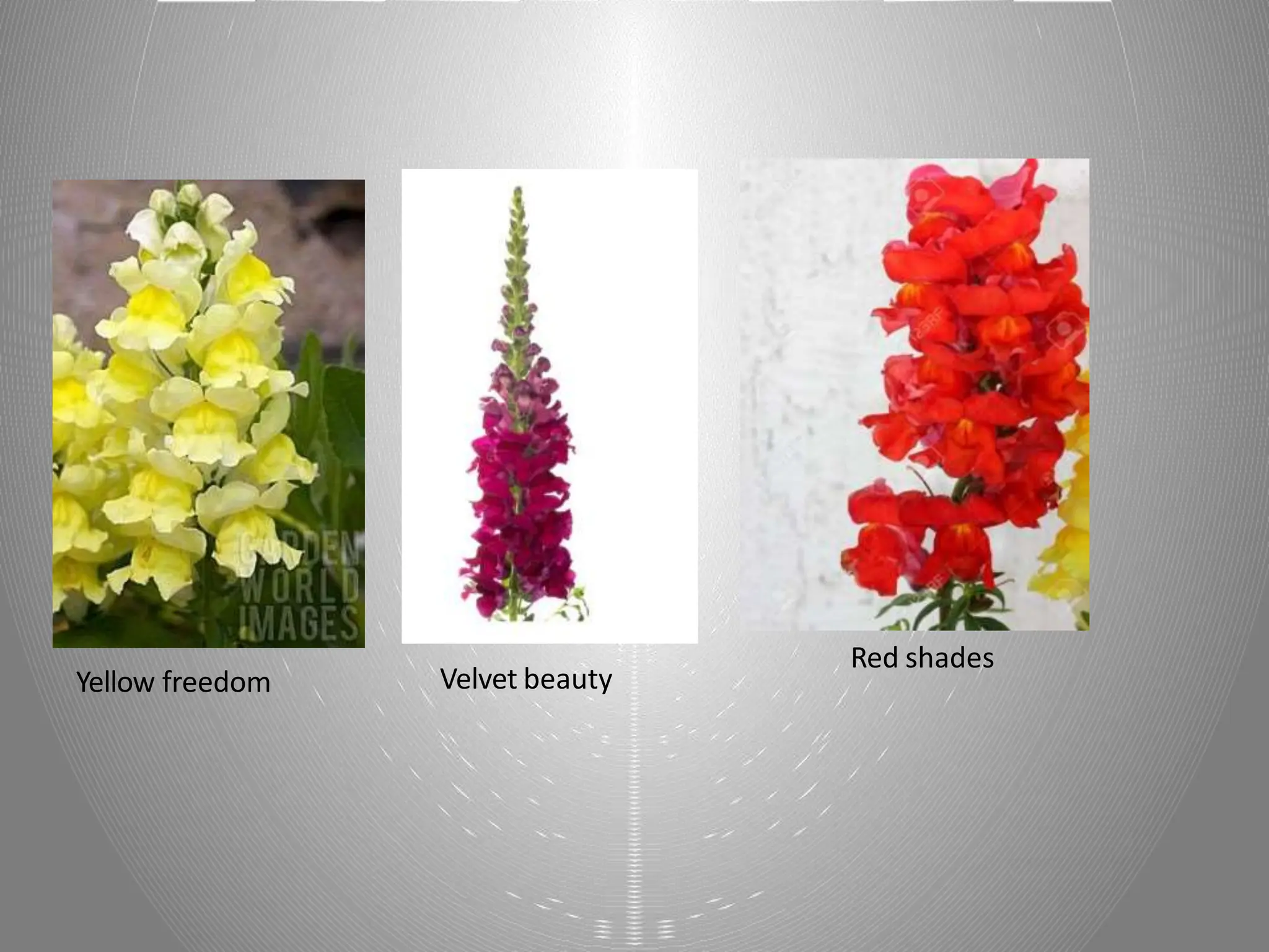 Breeding and Seed Production of Snapdragon ppt | PPTX