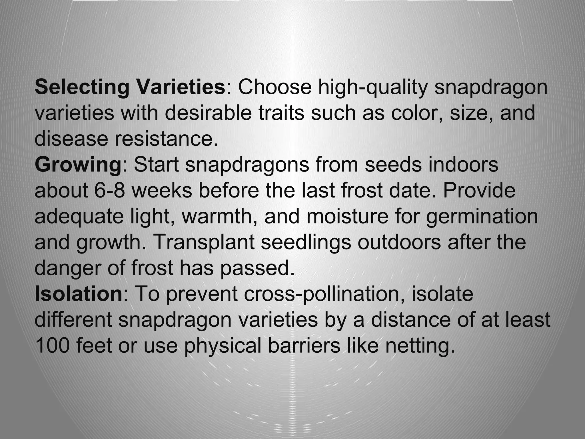 Breeding and Seed Production of Snapdragon ppt | PPTX