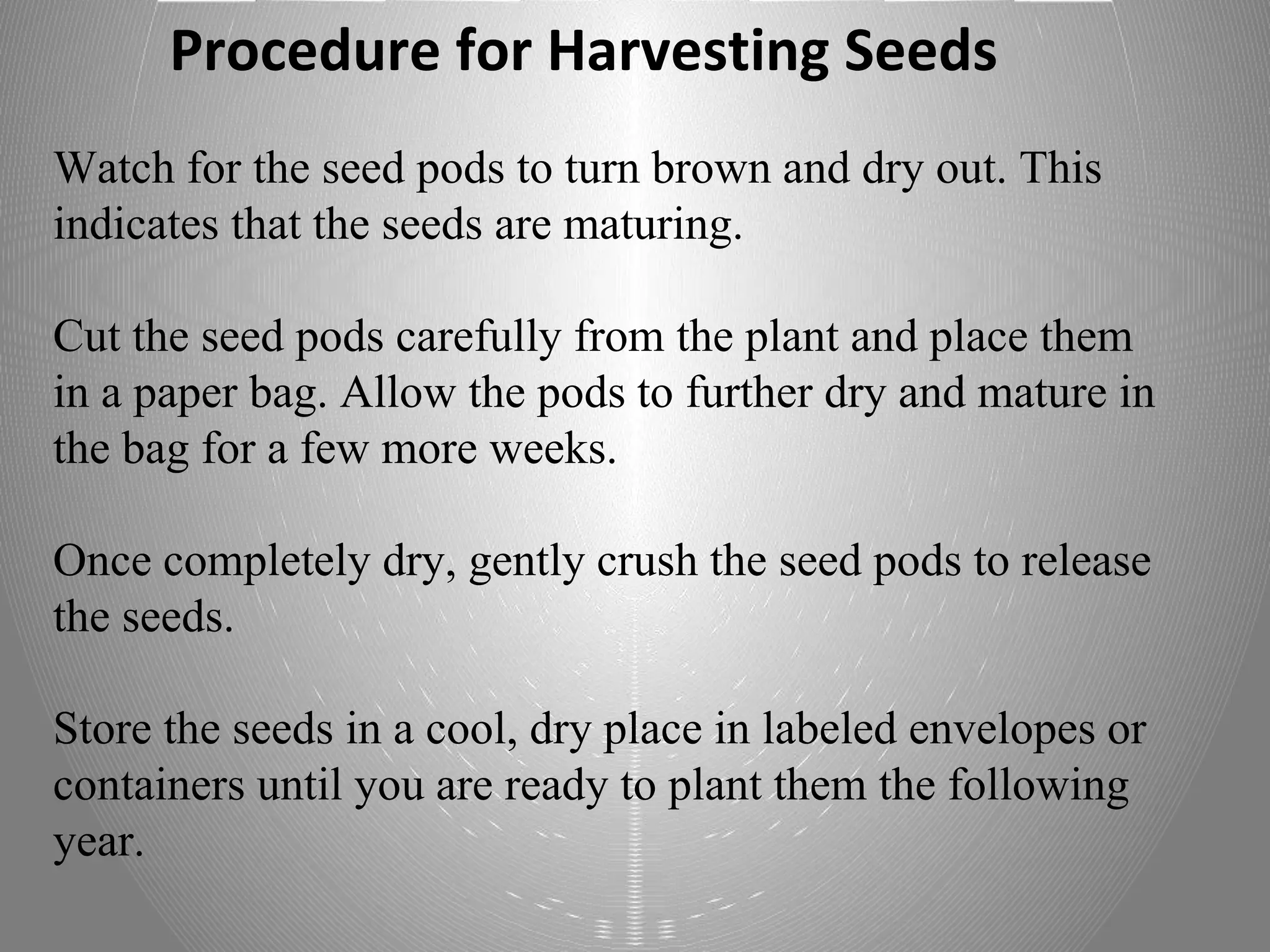 Breeding and Seed Production of Snapdragon ppt | PPTX