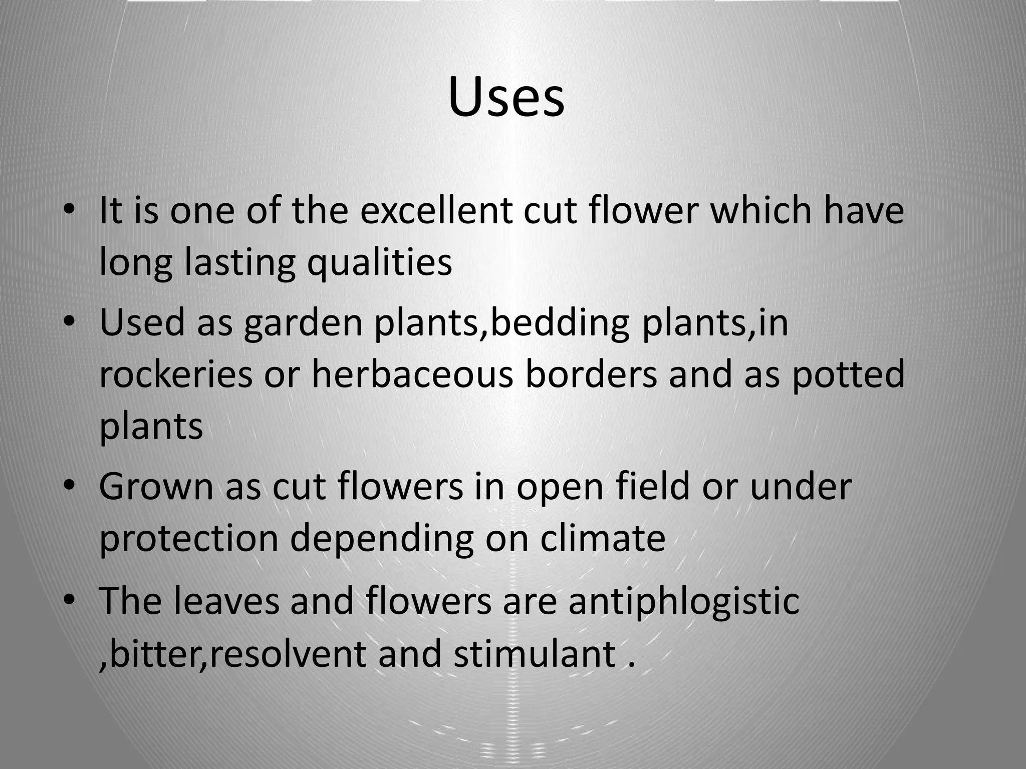 Breeding and Seed Production of Snapdragon ppt | PPTX