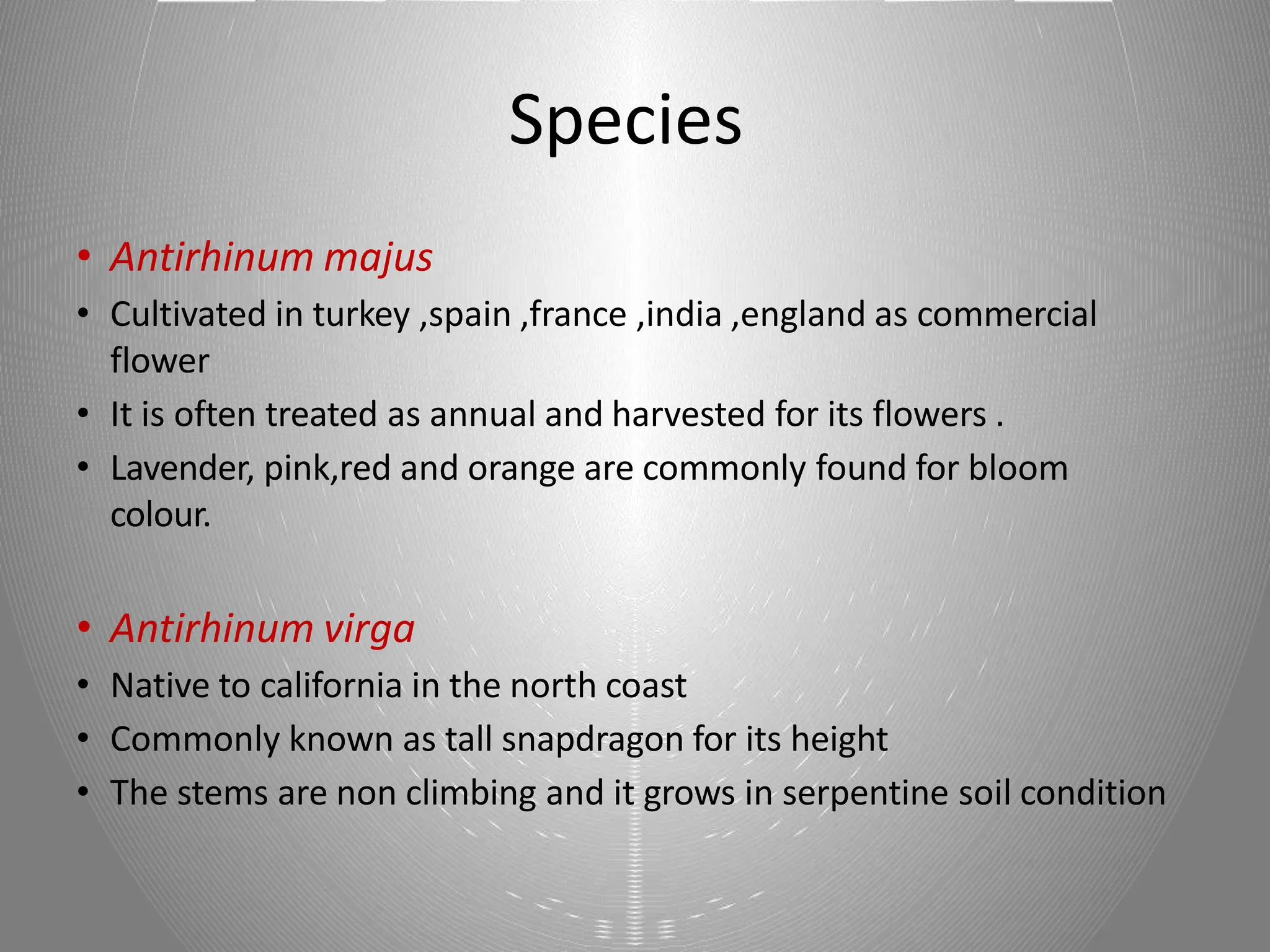 Breeding and Seed Production of Snapdragon ppt | PPTX