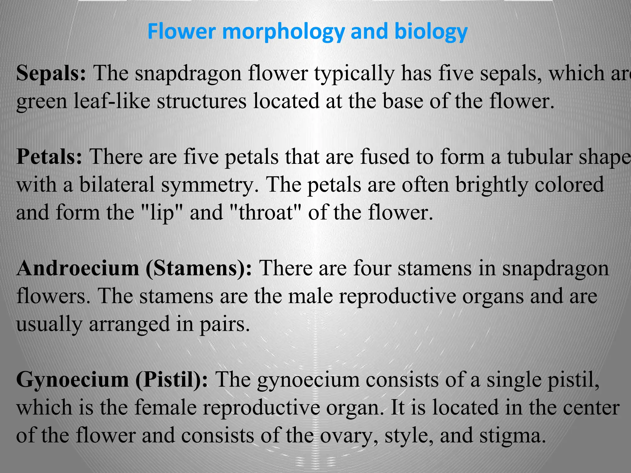 Breeding and Seed Production of Snapdragon ppt | PPTX