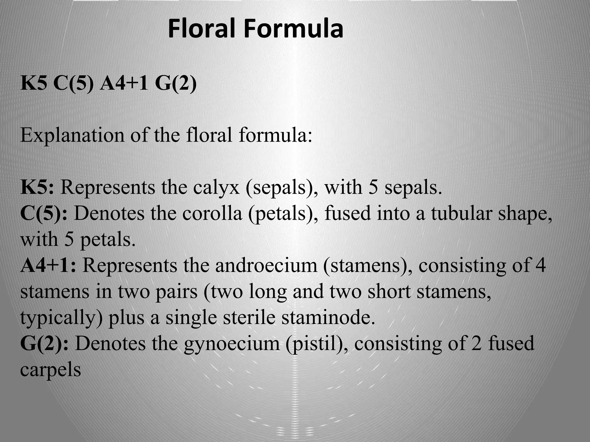 Breeding and Seed Production of Snapdragon ppt | PPTX