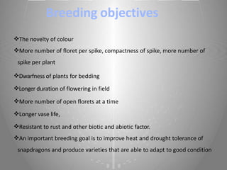 Breeding and Seed Production of Snapdragon ppt | PPTX