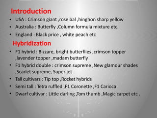 Breeding and Seed Production of Snapdragon ppt | PPTX