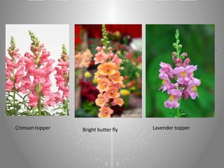 Breeding and Seed Production of Snapdragon ppt | PPTX
