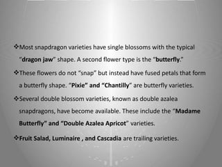 Breeding and Seed Production of Snapdragon ppt | PPTX