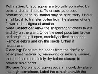 Breeding and Seed Production of Snapdragon ppt | PPTX