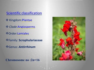 Breeding and Seed Production of Snapdragon ppt | PPTX