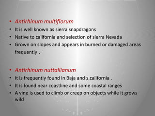 Breeding and Seed Production of Snapdragon ppt | PPTX