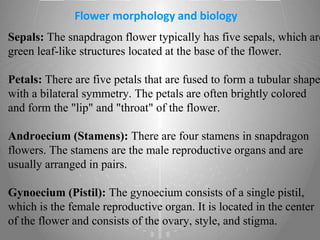 Breeding and Seed Production of Snapdragon ppt | PPTX