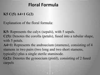 Breeding and Seed Production of Snapdragon ppt | PPTX