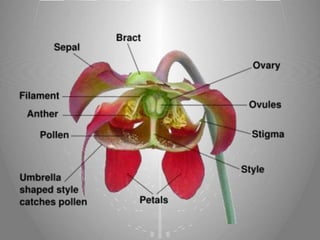Breeding and Seed Production of Snapdragon ppt | PPTX