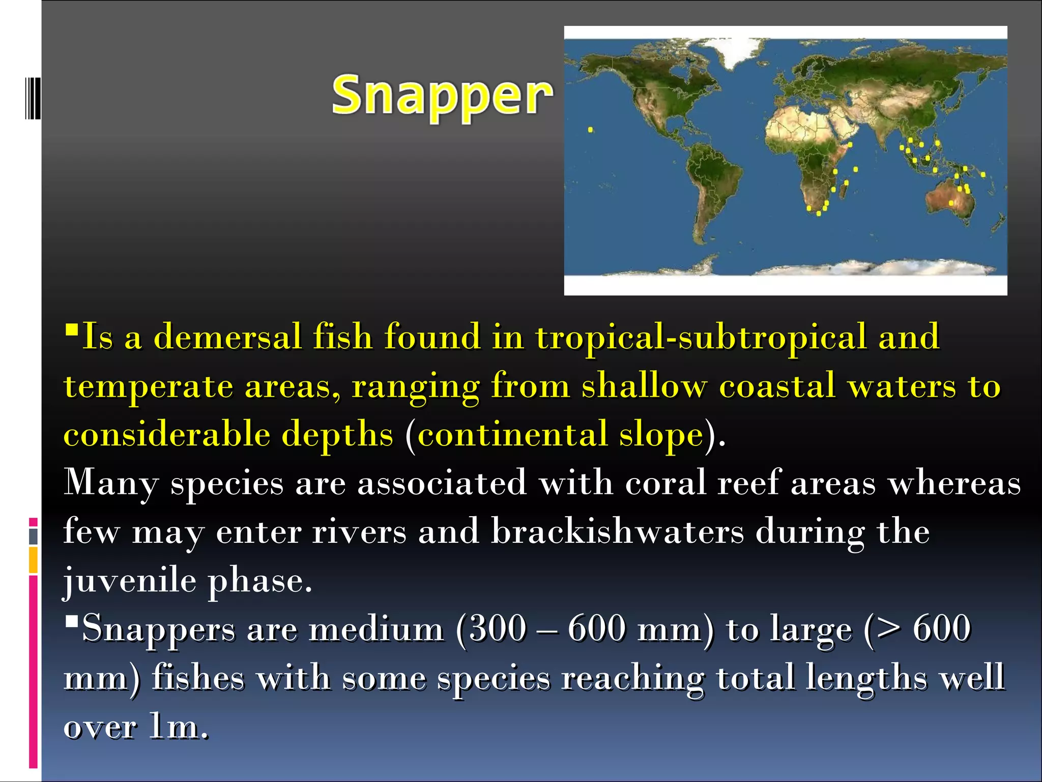 Snapper | PPT