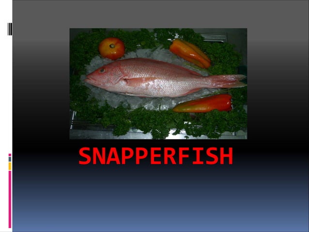Snapper | PPT