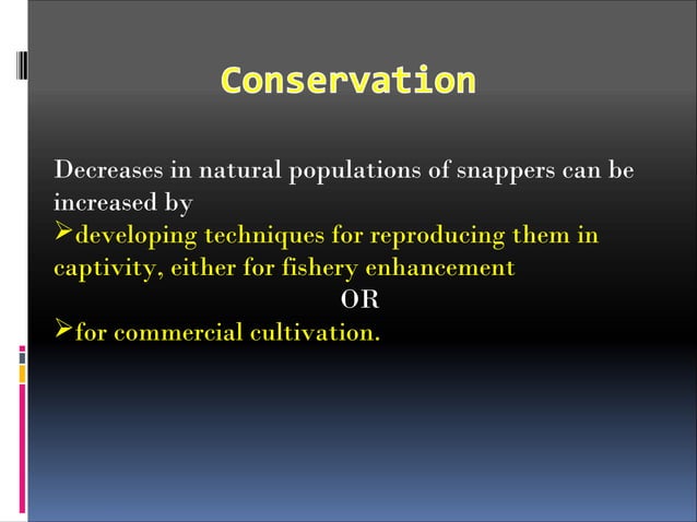 Snapper | PPT