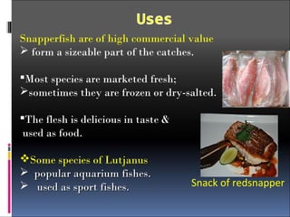 Snapper | PPT