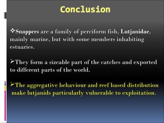 Snapper | PPT