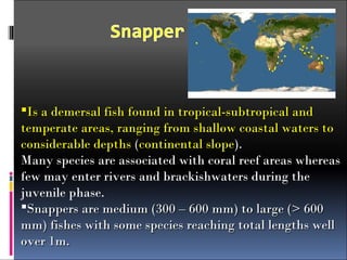Snapper | PPT
