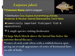Snapper | PPT