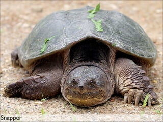 Snapping Turtle | PDF