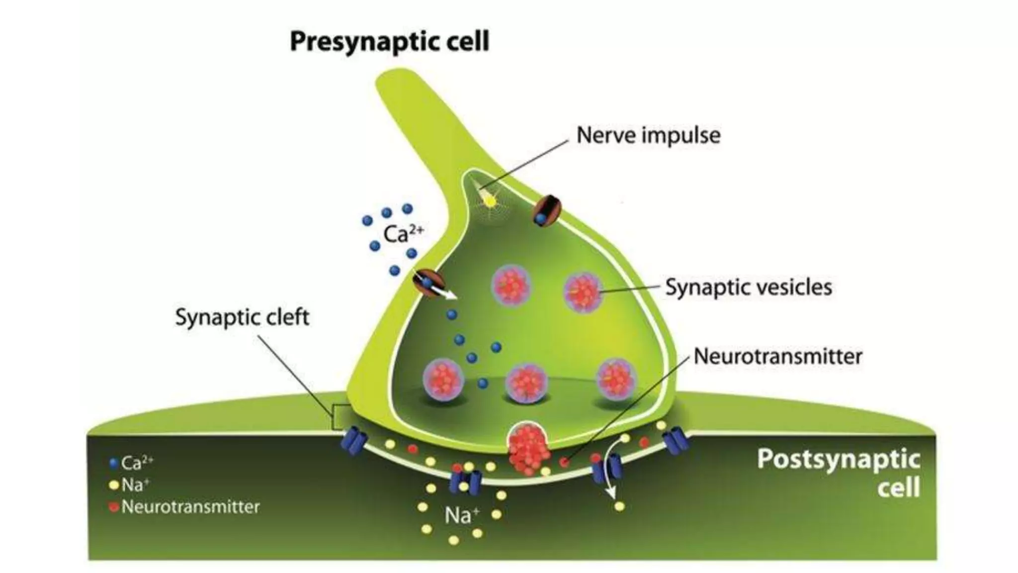 snaptic transmission.pptx
