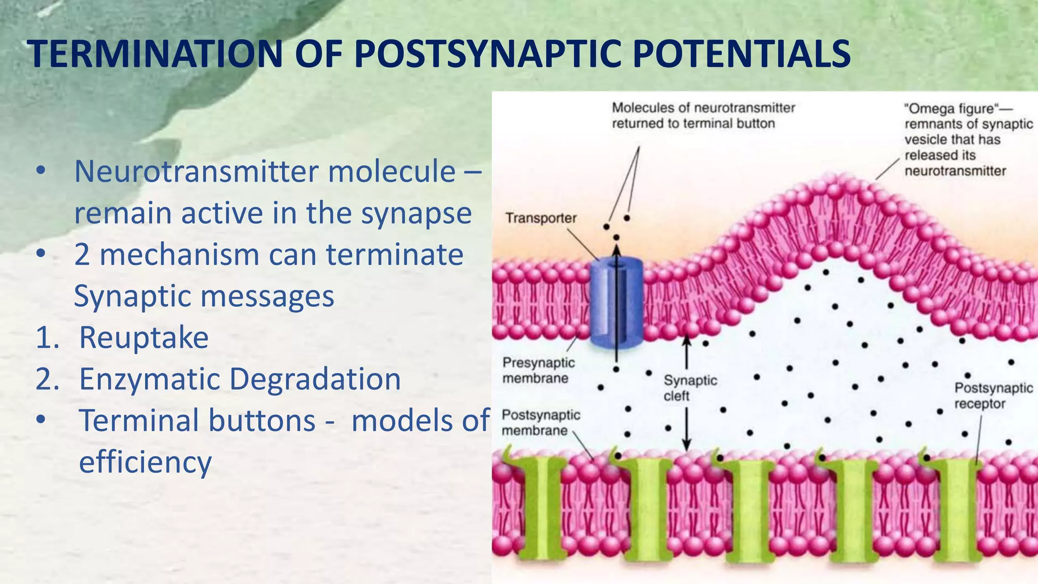 snaptic transmission.pptx