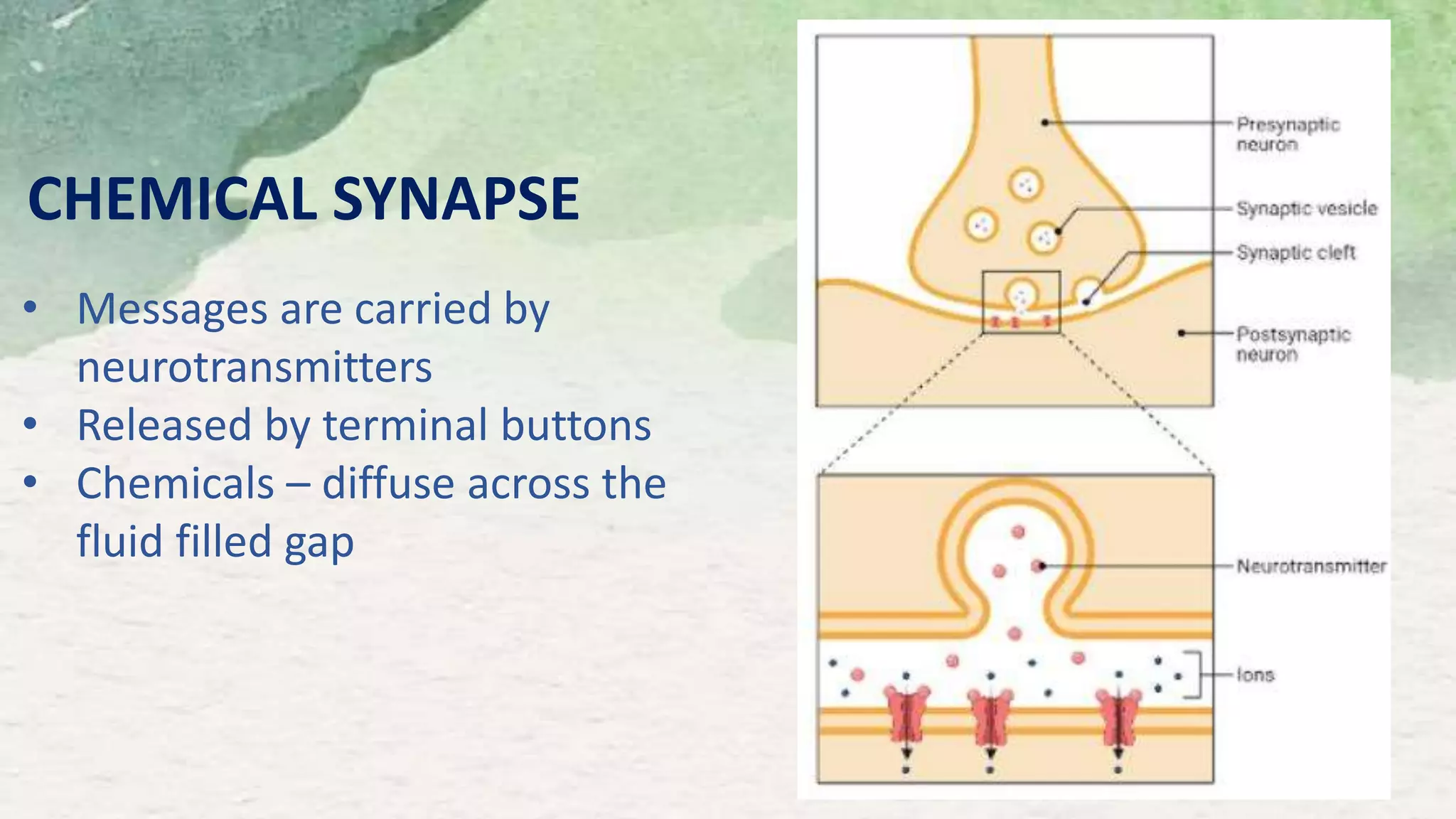 snaptic transmission.pptx