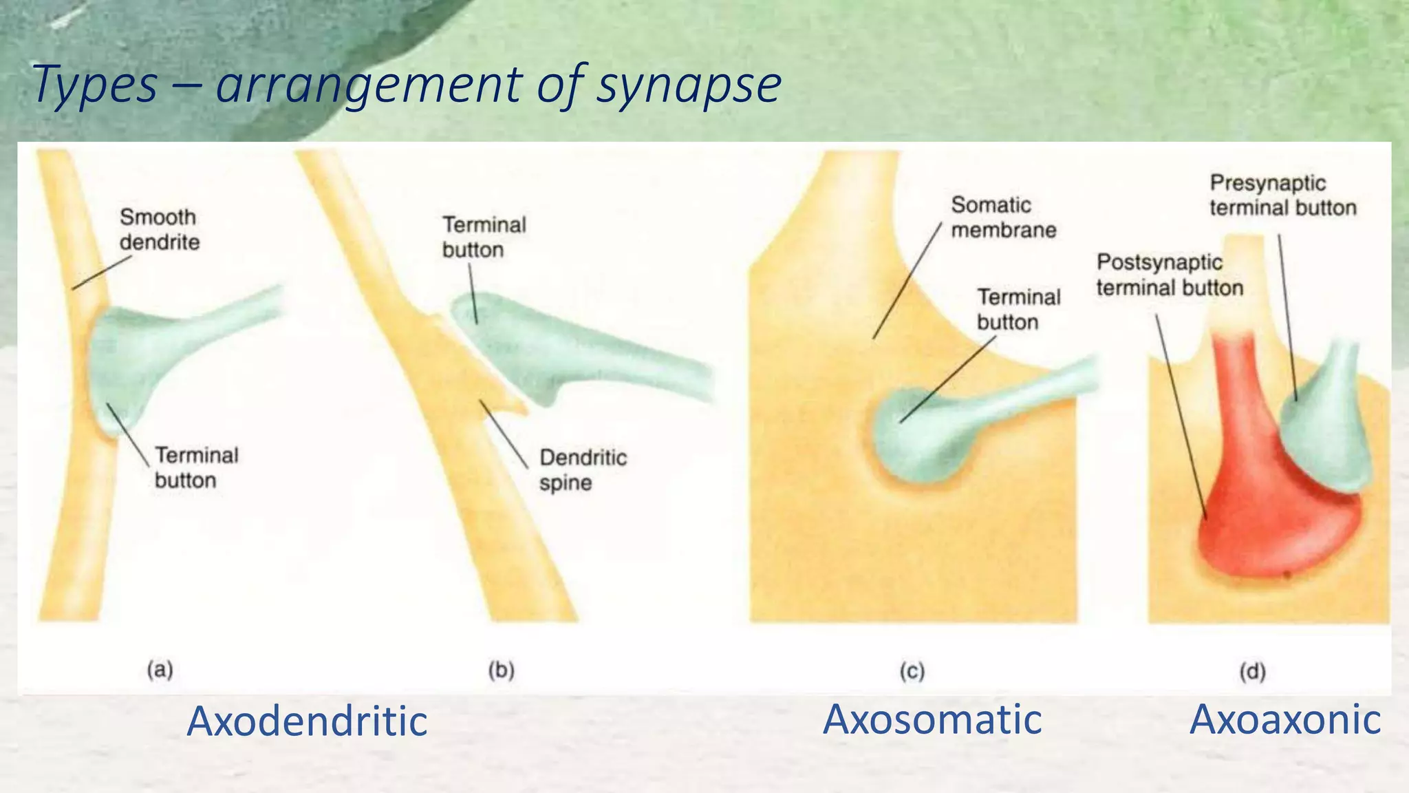 snaptic transmission.pptx