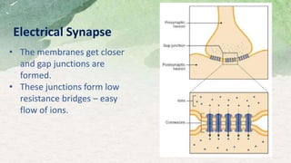 snaptic transmission.pptx