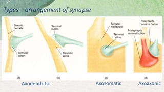 snaptic transmission.pptx