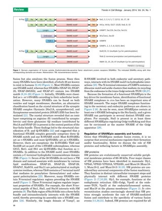 Tethering the assembly of SNARE complexes by Sima Lev and WonJin Hong | PDF