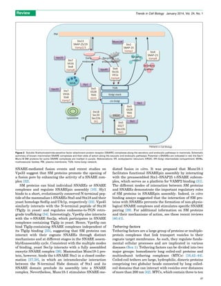 Tethering the assembly of SNARE complexes by Sima Lev and WonJin Hong | PDF